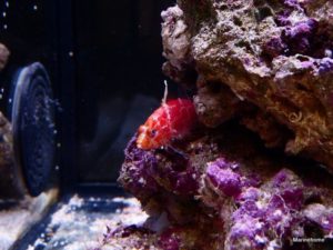plectranthias inermis - MarineHome