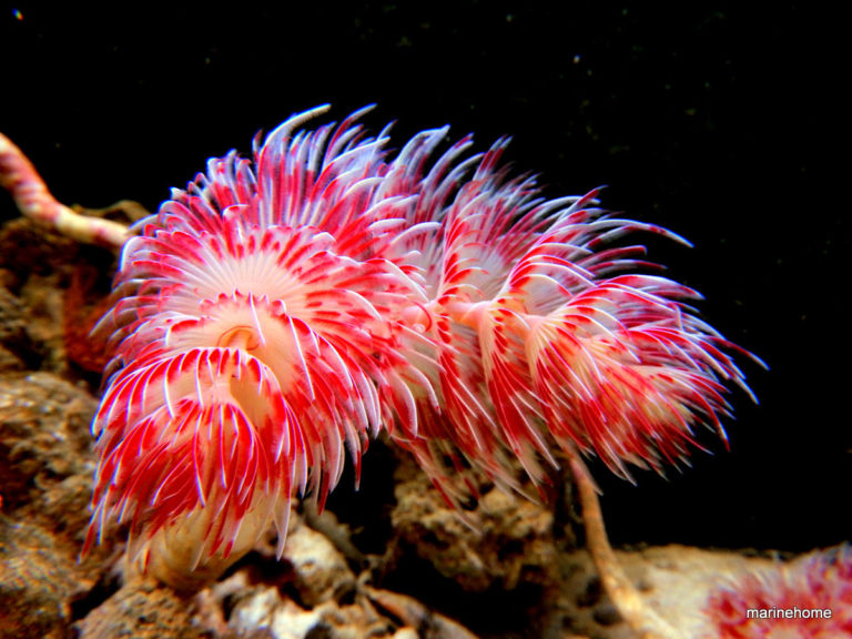 protula magnifica rouge M - MarineHome