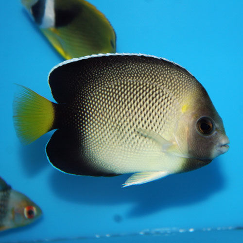 apolemichthys xanthurus taille S - MarineHome
