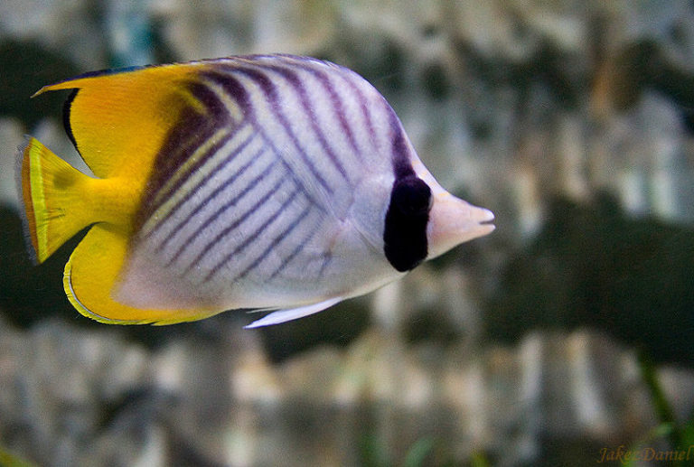 chaetodon auriga M - MarineHome