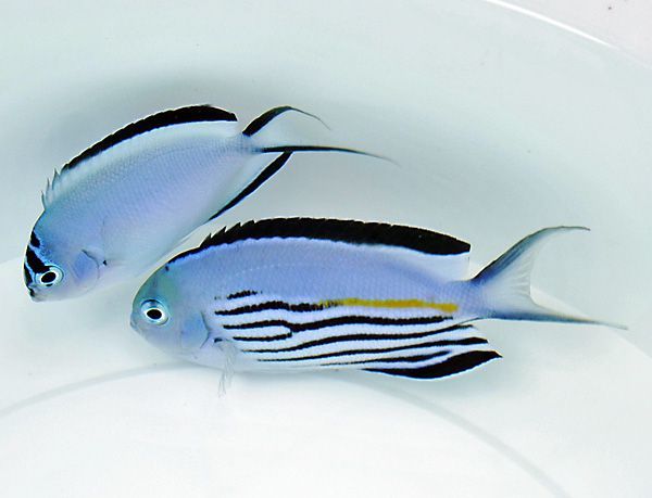 genicanthus watanabei femelle - MarineHome