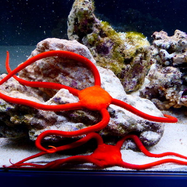 ophiures Archives - MarineHome