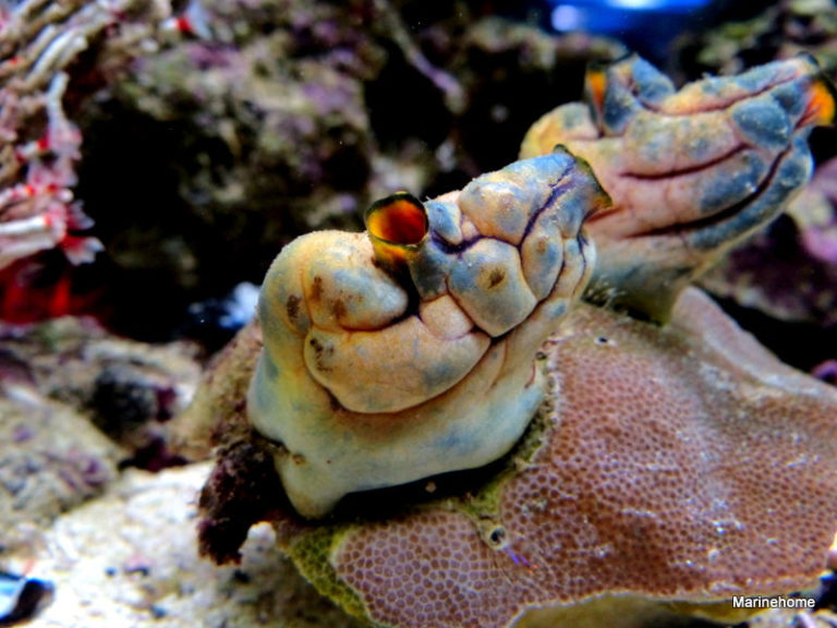 polycarpa aurata - MarineHome