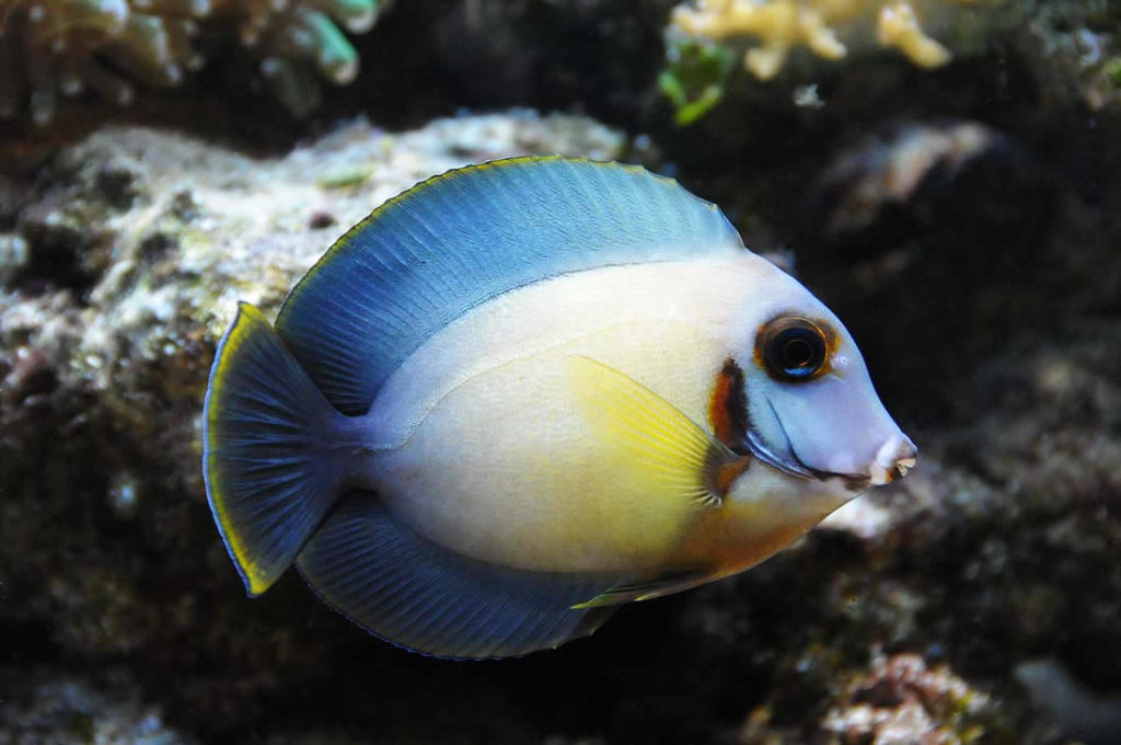 acanthurus pyroferus 6/7 cm - MarineHome