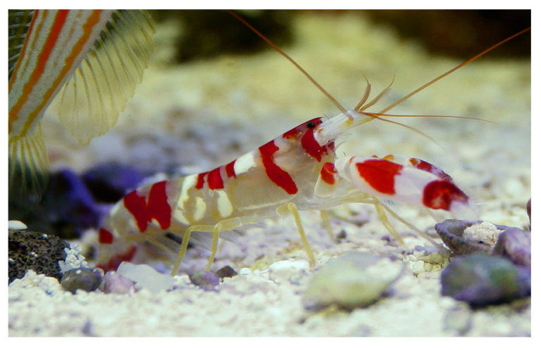 alpheus randalli - MarineHome