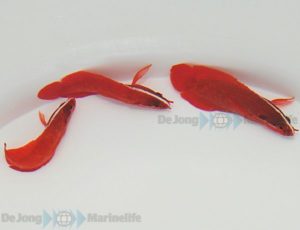 suttonia lineata - MarineHome